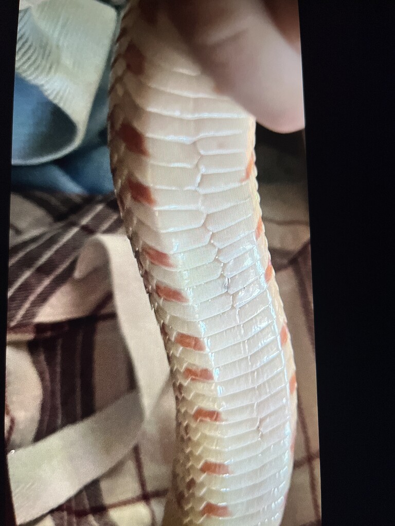 Is this a sign of excessive inbreeding - Colubrids - MorphMarket ...