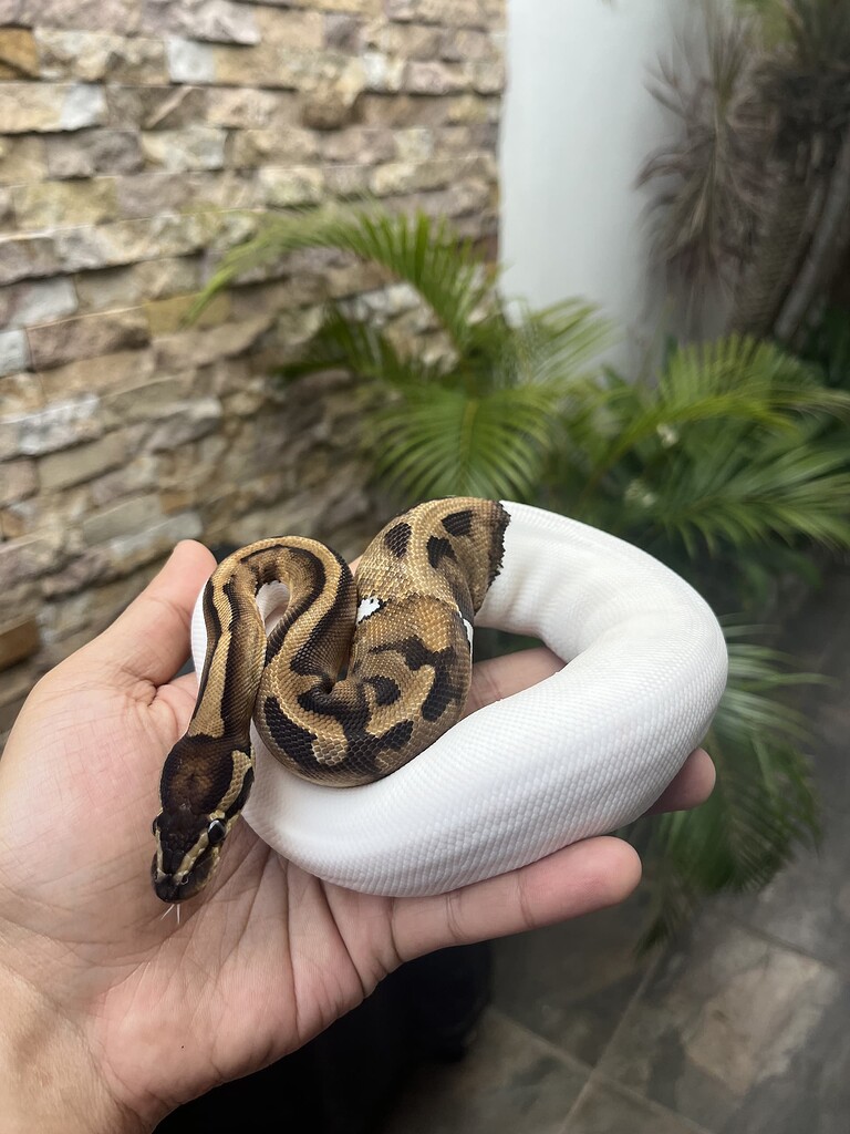Is this the "Glow before they go"? - Ball Pythons - MorphMarket Reptile ...