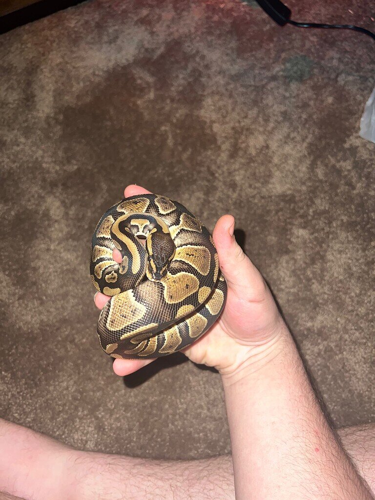 Need help identifying this female - Ball Pythons - MorphMarket Reptile ...