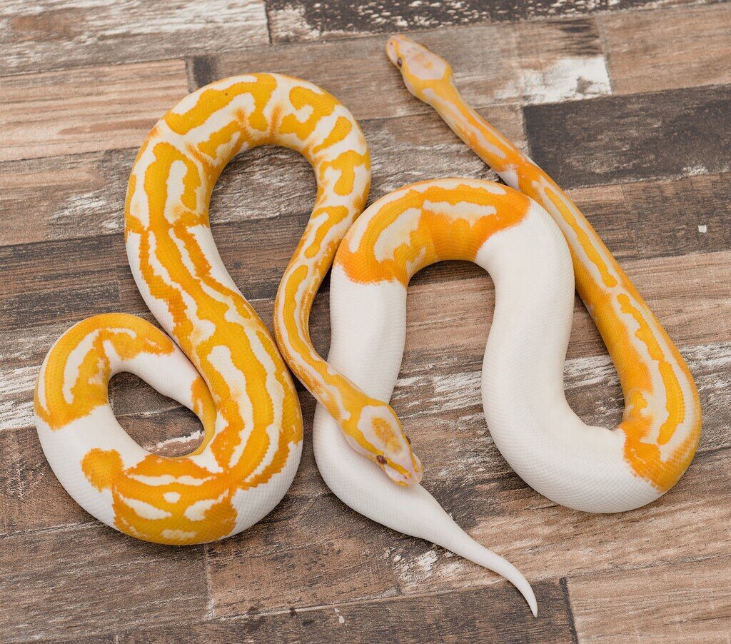 YB Confusion Dreamsicle vs Standard Dreamsicle - Ball Pythons ...