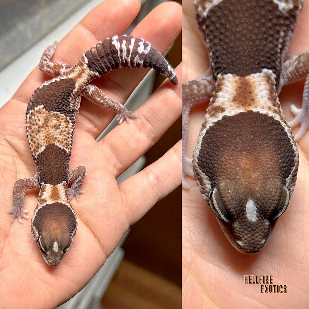 Love these little ”odd ball” projects 😁 - Fat-Tailed Geckos ...