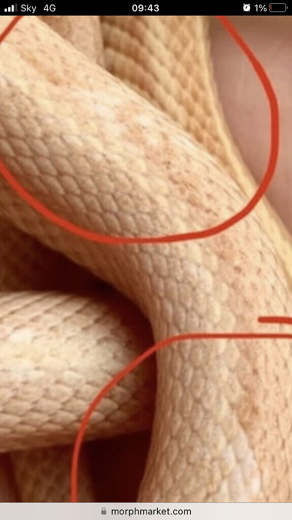 Paradox morph? - Corn Snakes - MorphMarket Reptile Community
