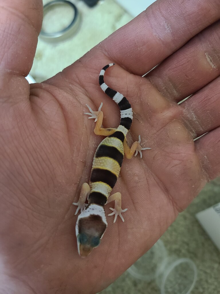 Interesting hatchling - Leopard Geckos - MorphMarket Reptile Community