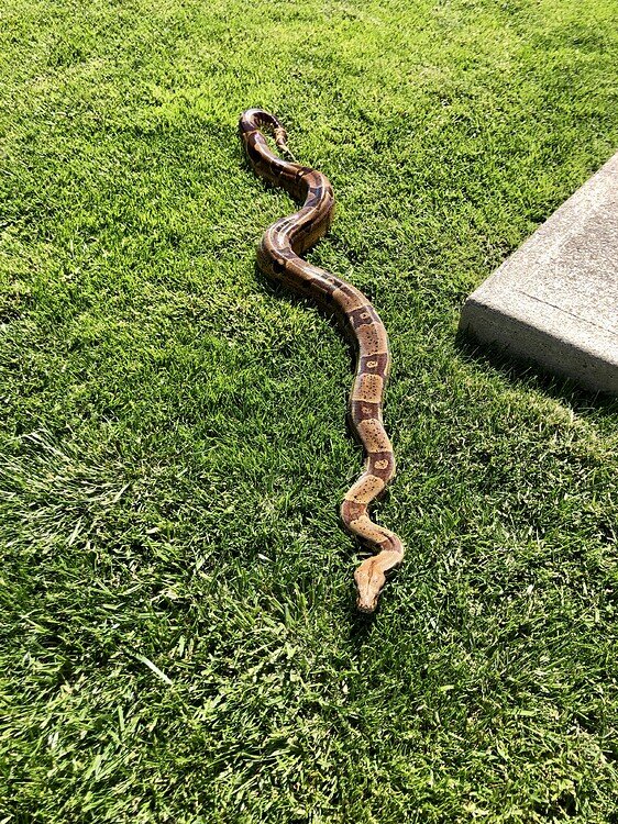 Super dwarf retic growth rate - Reticulated Pythons - MorphMarket ...