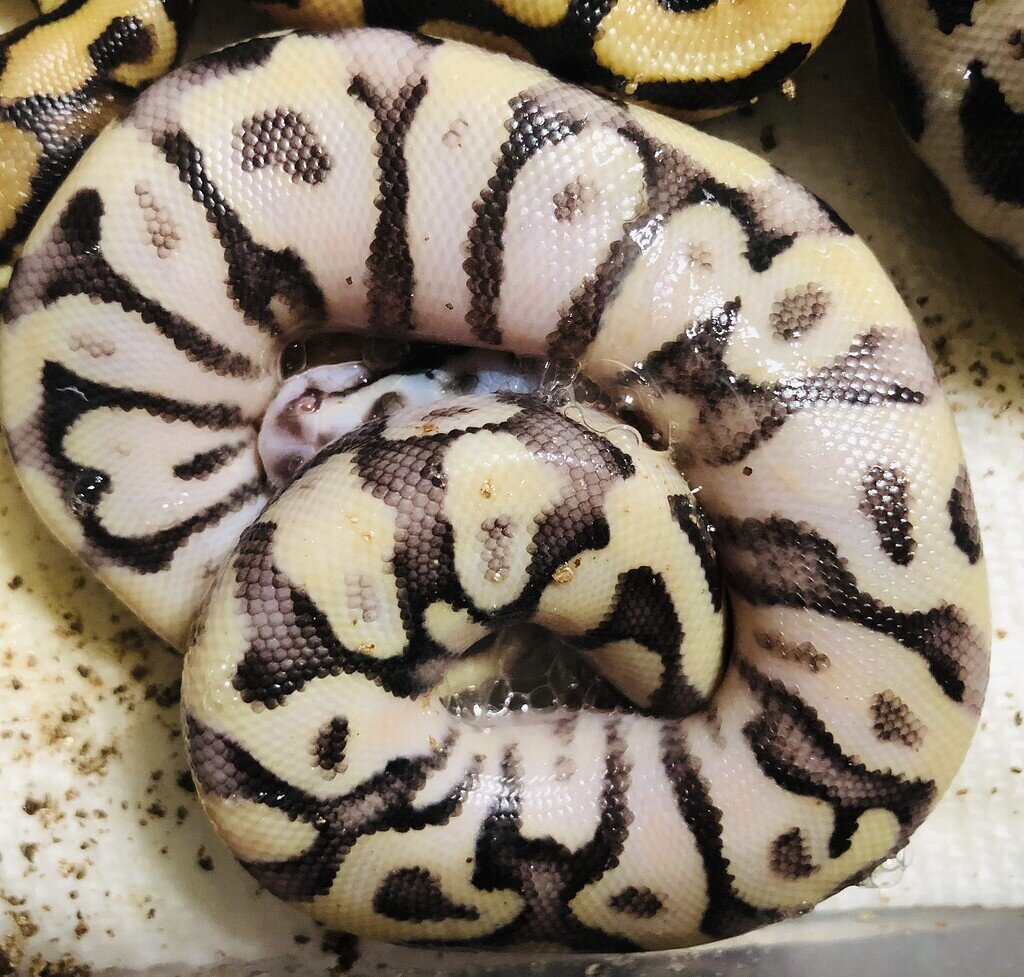 Could use ID HELP - Ball Pythons - MorphMarket Reptile Community