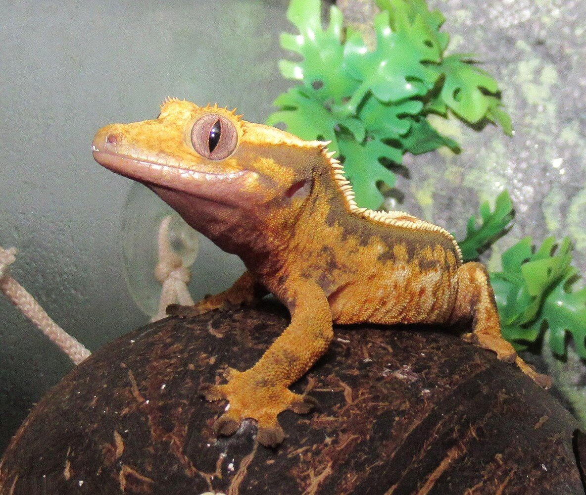 Crested Gecko Morph / Trait Guide - Geckos - MorphMarket Reptile Community