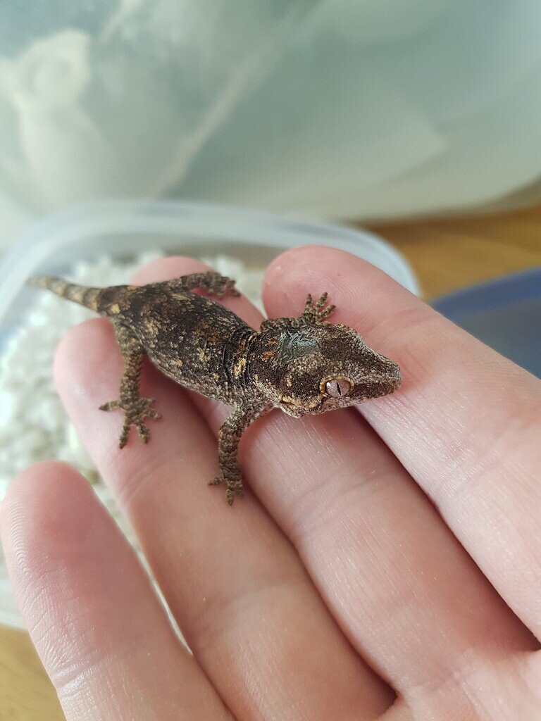 Baby gargoyle hatched - Gargoyle Geckos - MorphMarket Reptile Community