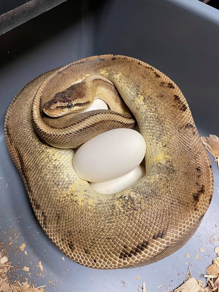 Clutch 5.5 on the ground - Ball Pythons - MorphMarket Reptile Community