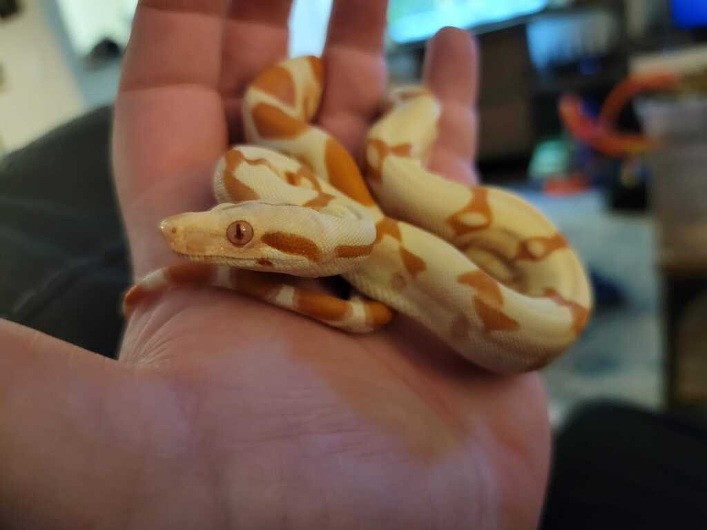 Howdy from Idaho! - Introductions - MorphMarket Reptile Community