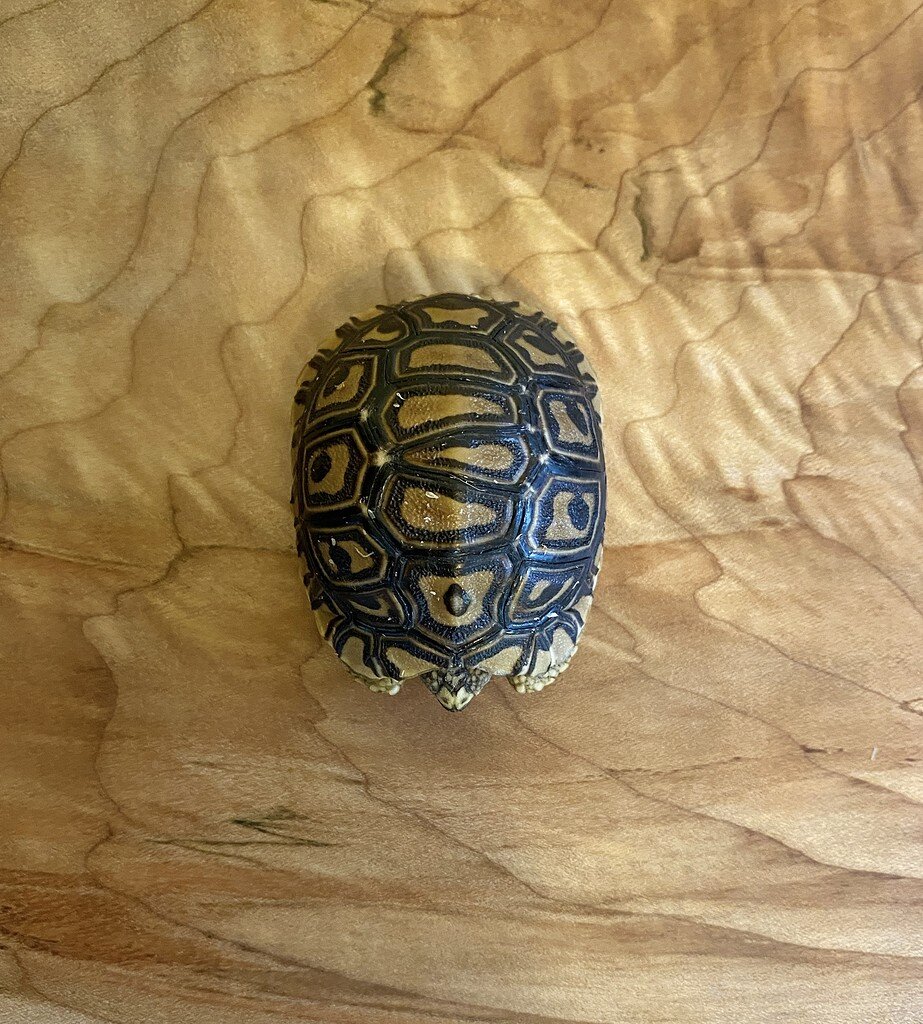 Newest Family Member - Leopard Tort - Other Reptiles - MorphMarket ...