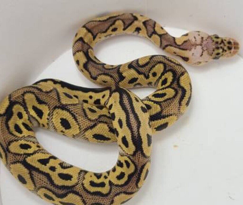 Pastel GHI clown, Fire clown - Ball Pythons - MorphMarket Reptile Community