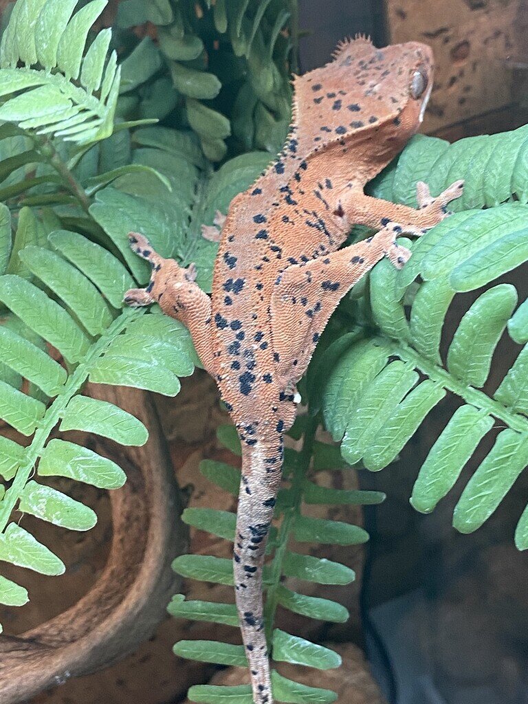 My gecko has changed so much over the last year - Crested Geckos ...