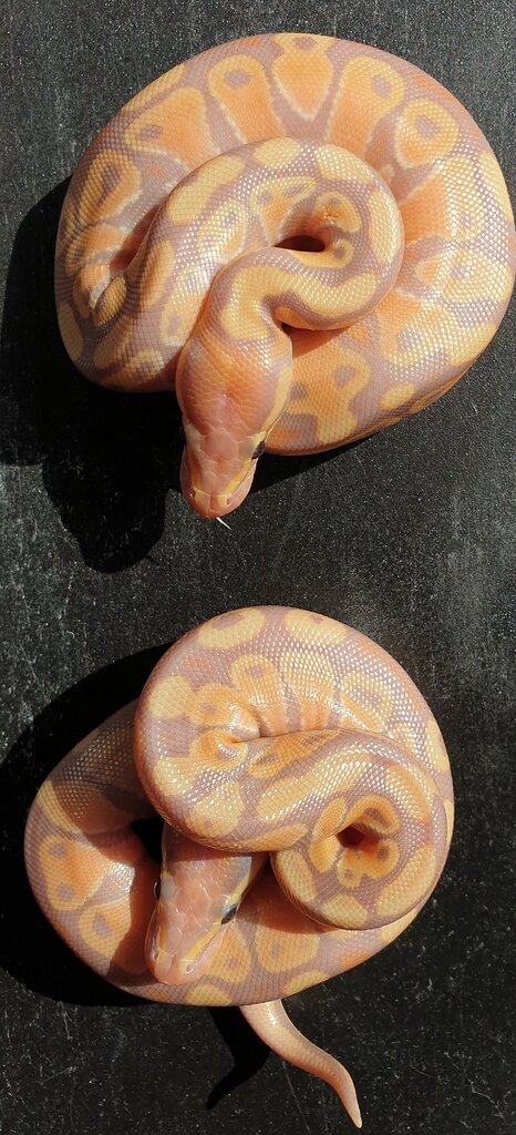 Can you help confirm the morph? - Ball Pythons - MorphMarket Reptile ...