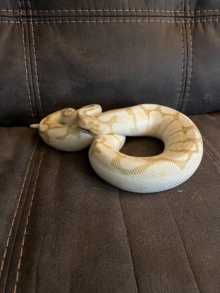 Newest to join the group - Ball Pythons - MorphMarket Reptile Community