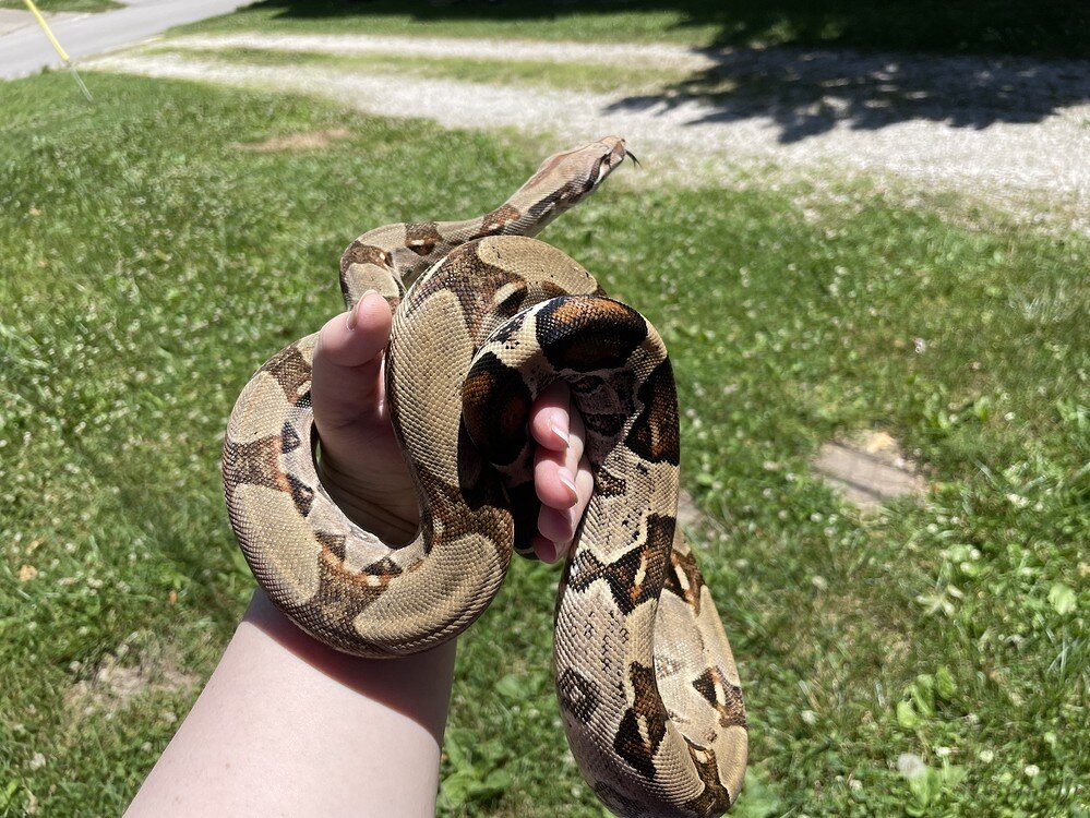 What is your most expensive (rare) boa? 💸 - Boa Constrictors ...