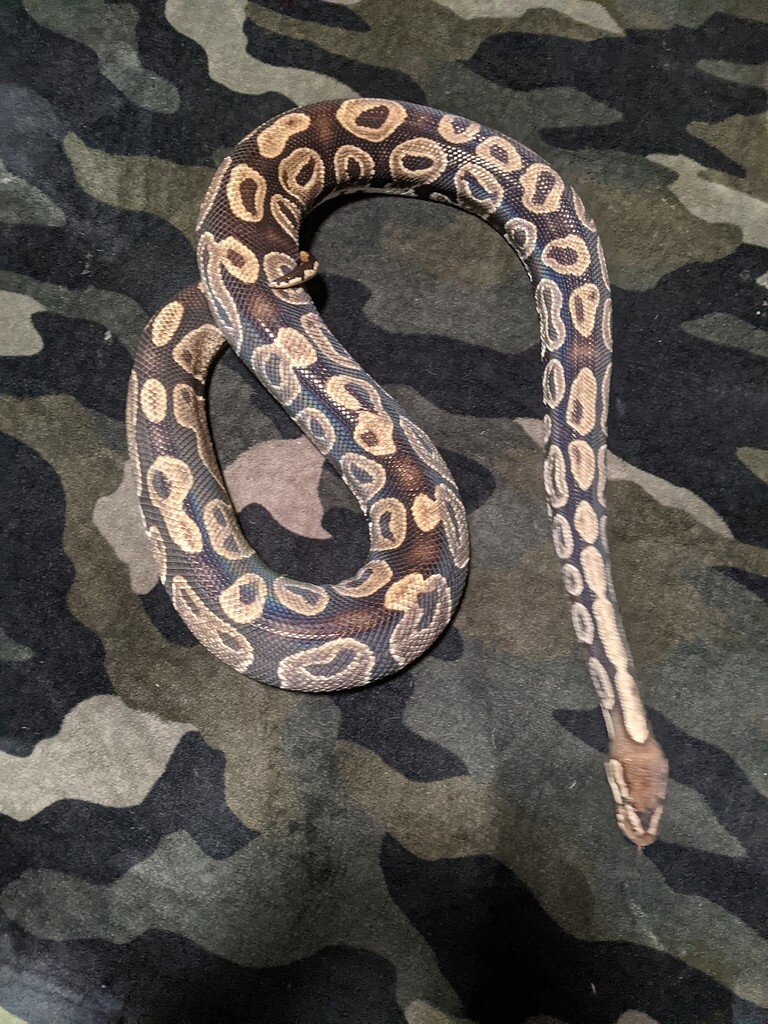 Whole Lotta Rosie, and morph ID - Ball Pythons - MorphMarket Reptile ...