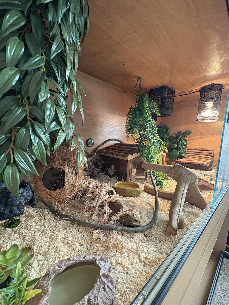 Any tips for my new vivarium as a beginner - Corn Snakes - MorphMarket ...