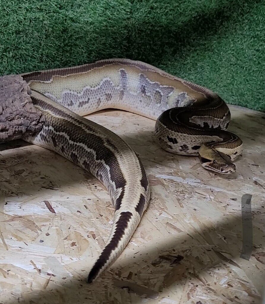 Uk Borneo keepers? - Short-Tailed Pythons - MorphMarket Reptile Community