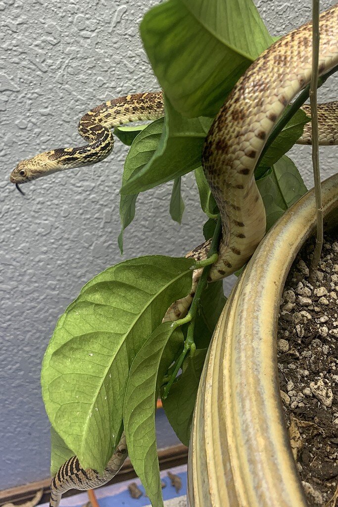Where are the really big Corn Snakes? - Corn Snakes - MorphMarket ...