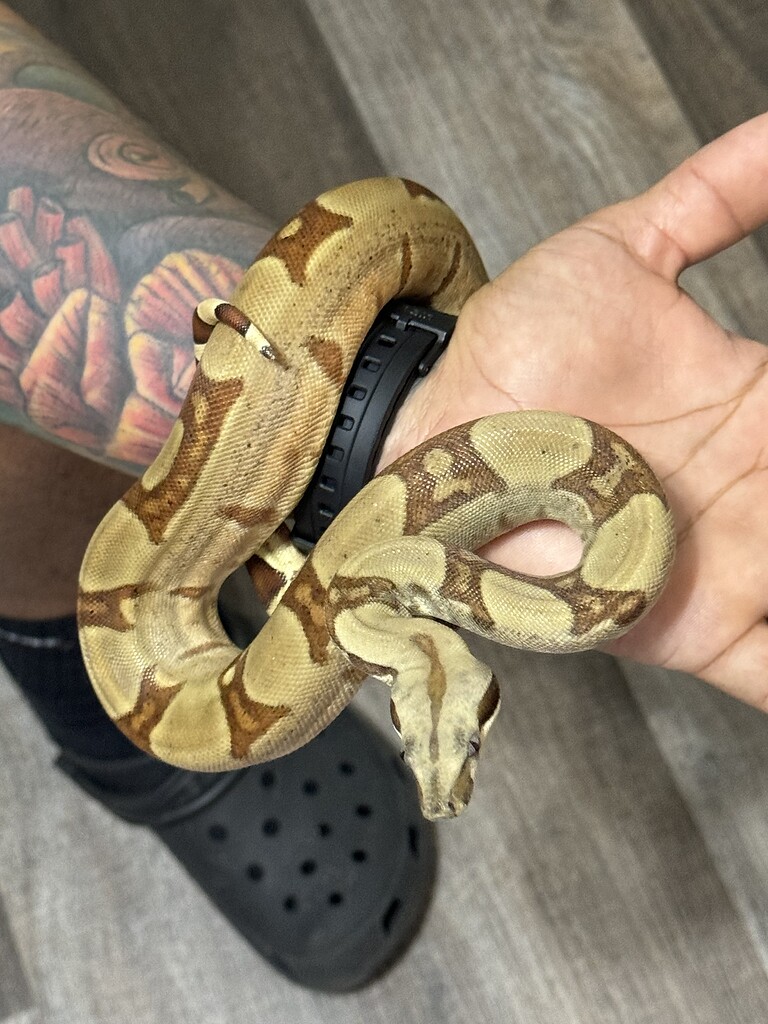Need help identifying this color - Boa Constrictors - MorphMarket ...