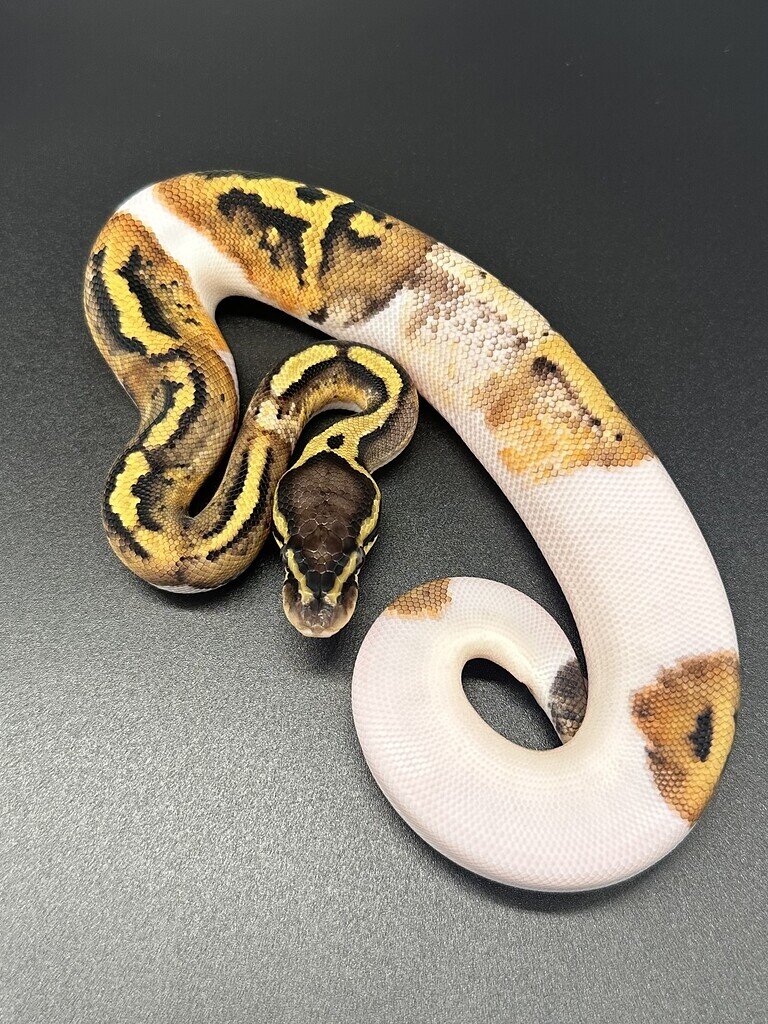 Wookie Pieds? - Ball Pythons - MorphMarket Reptile Community