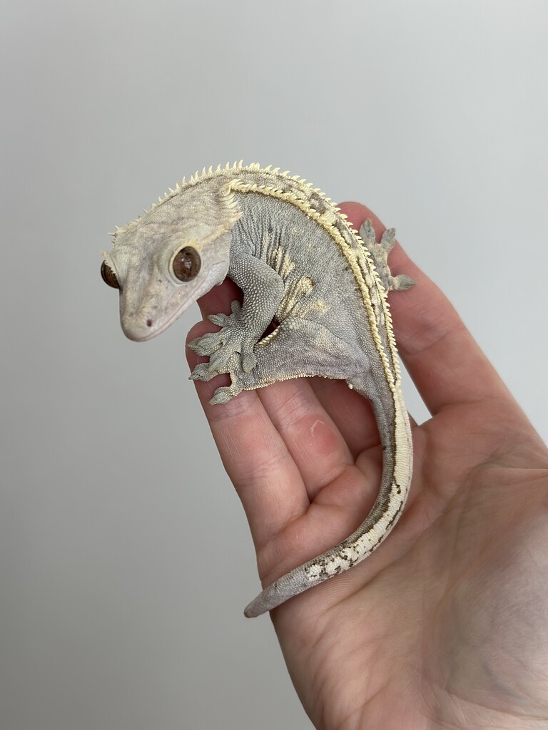 Crested Gecko Breeding Pairing Questions - Crested Geckos - MorphMarket ...