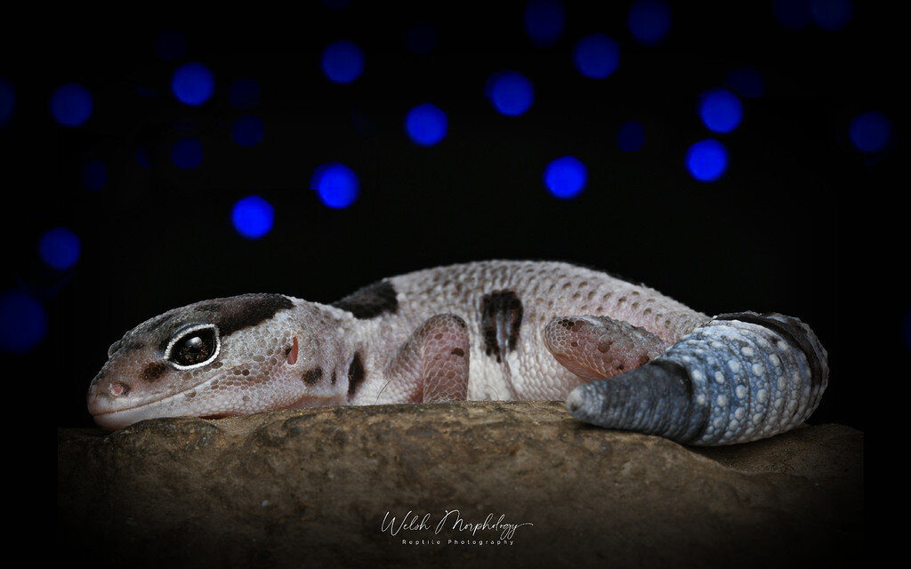 Baby fat tailed Gecko - Fat-Tailed Geckos - MorphMarket Reptile Community