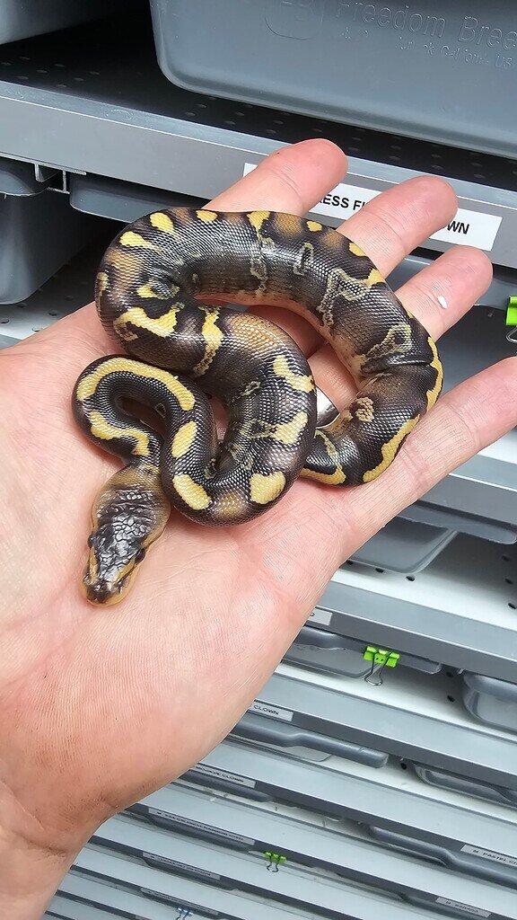 Super Wookie Enchi - Ball Pythons - MorphMarket Reptile Community
