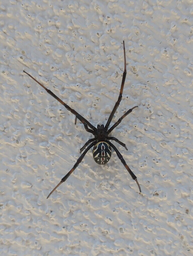 Meet Delilah! (L. hesperus) - Spiders - MorphMarket Reptile Community