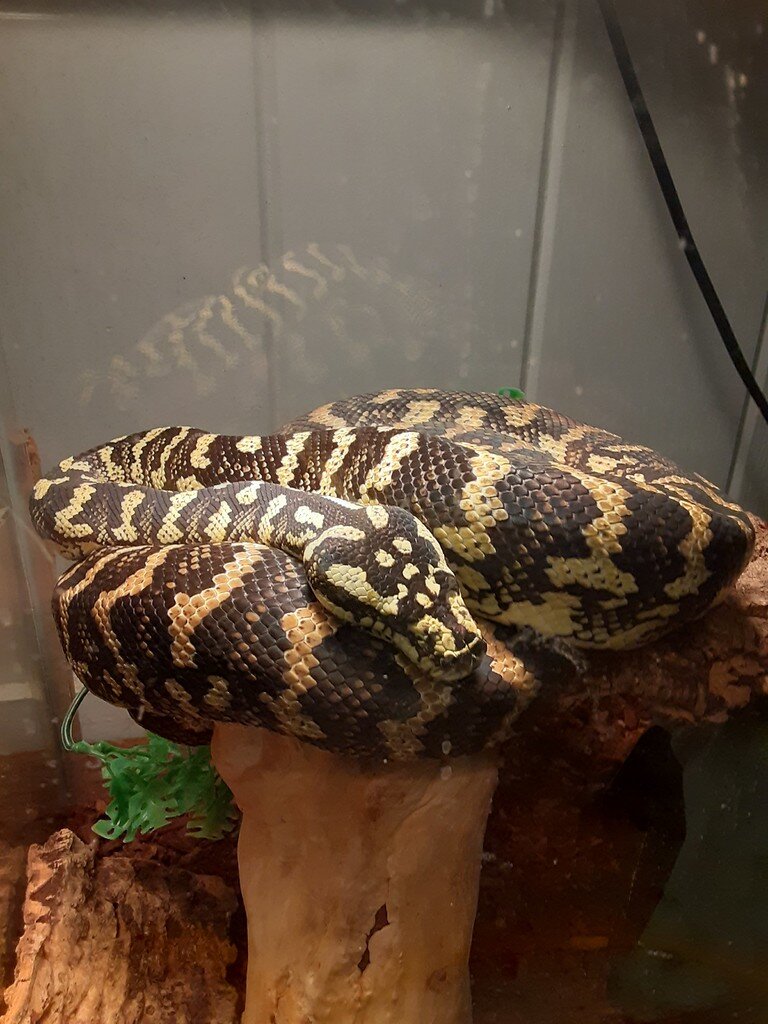 Darko doing amazing - Carpet Pythons - MorphMarket Reptile Community