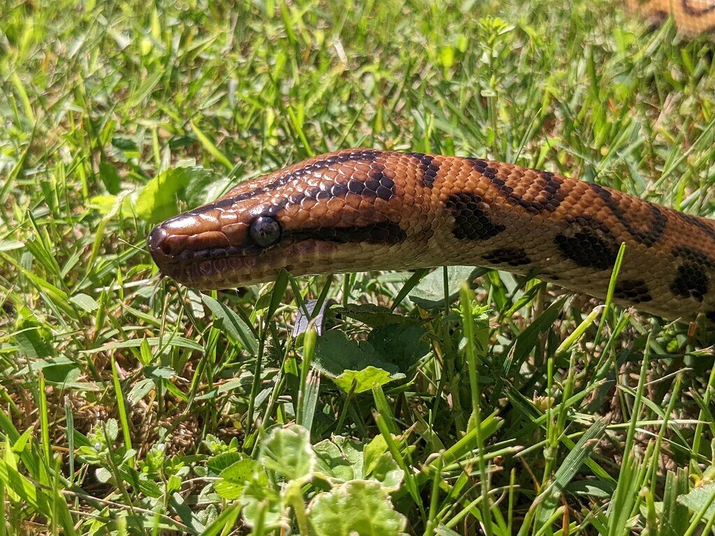 Brazilian rainbow boa morph help - Rainbow Boas - MorphMarket Reptile ...