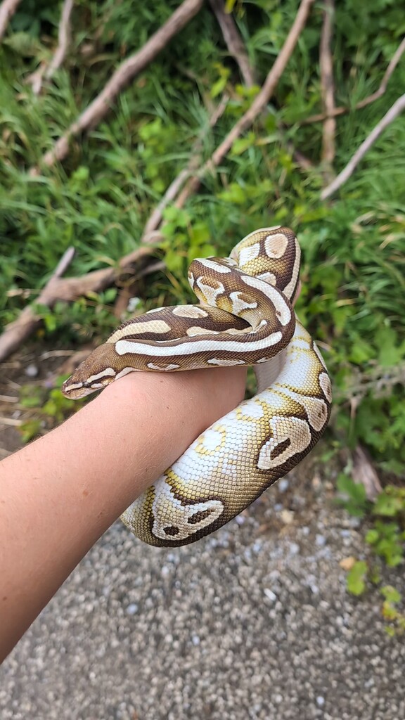 Help ID my ball python please :) - Ball Pythons - MorphMarket Reptile ...