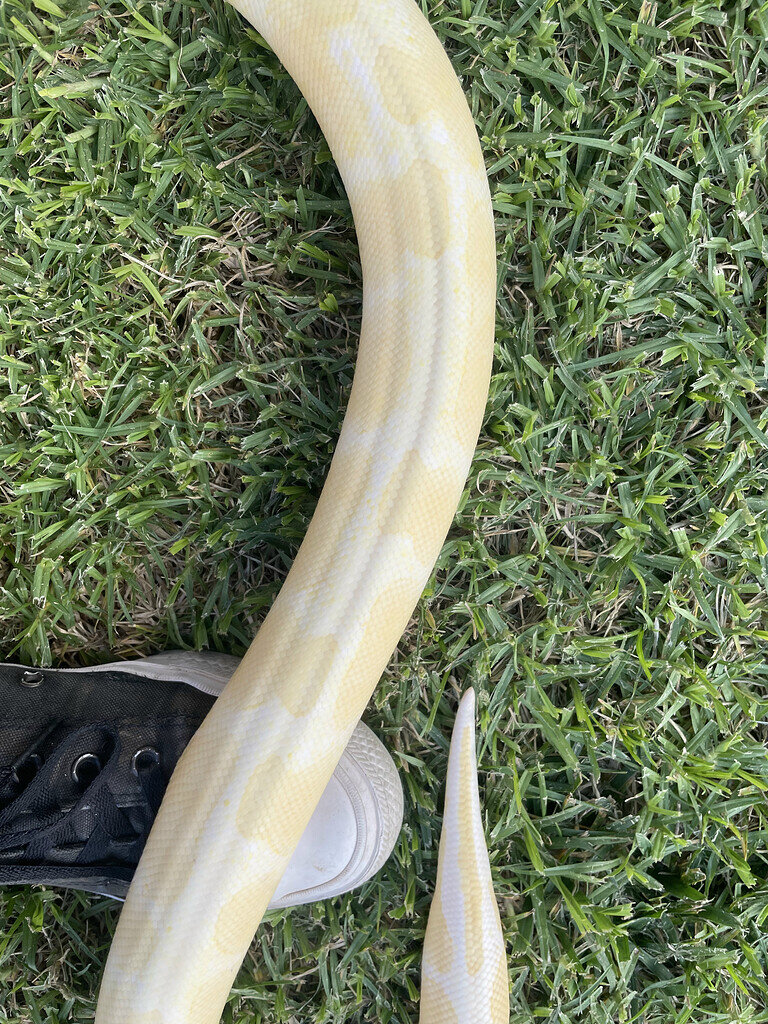 New to Ball Pythons, need help identifying my albino - Ball Pythons ...