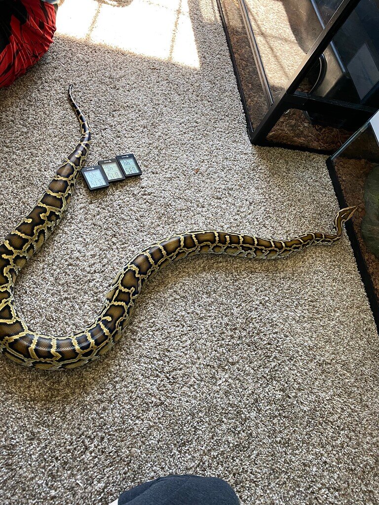 Please help ID this girl - Burmese Pythons - MorphMarket Reptile Community