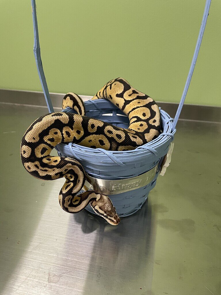Happy Easter! - Ball Pythons - MorphMarket Reptile Community