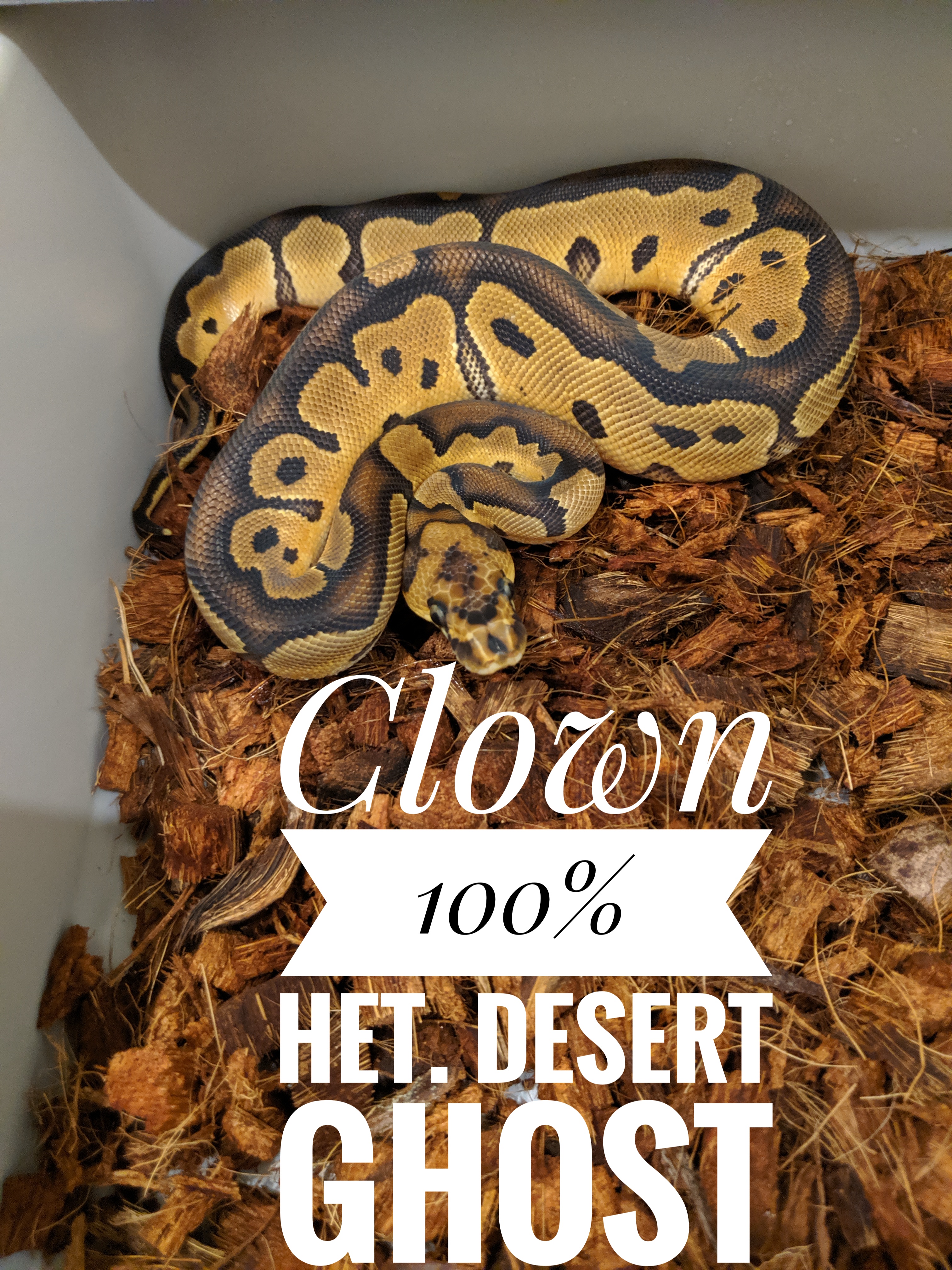 Here are some pics of our small collection - Ball Pythons - MorphMarket ...