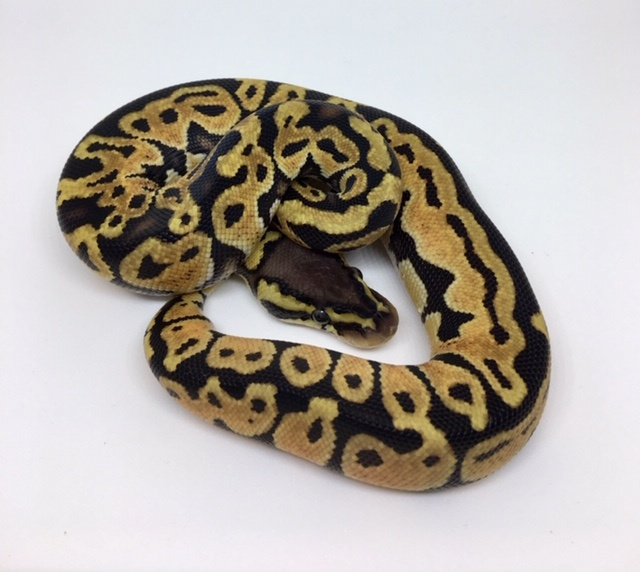 Show me your most expensive reptile in your collection! - All Reptiles ...