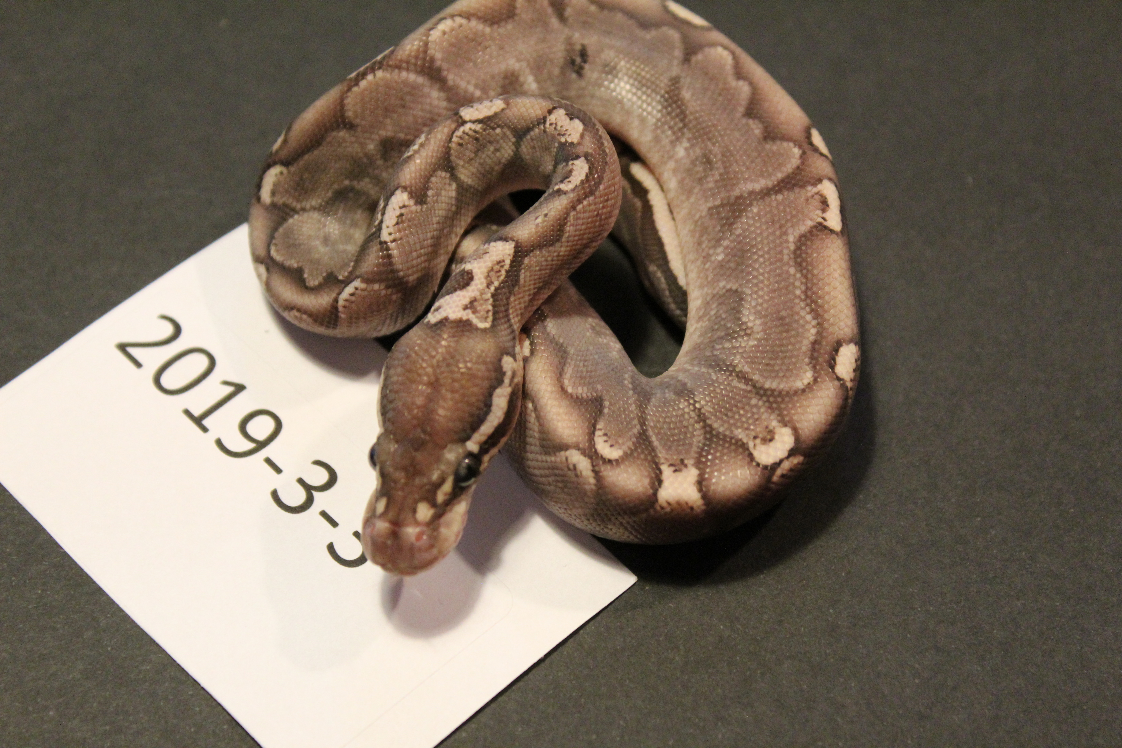 Bamboo x Ghi Identification - Ball Pythons - MorphMarket Reptile Community