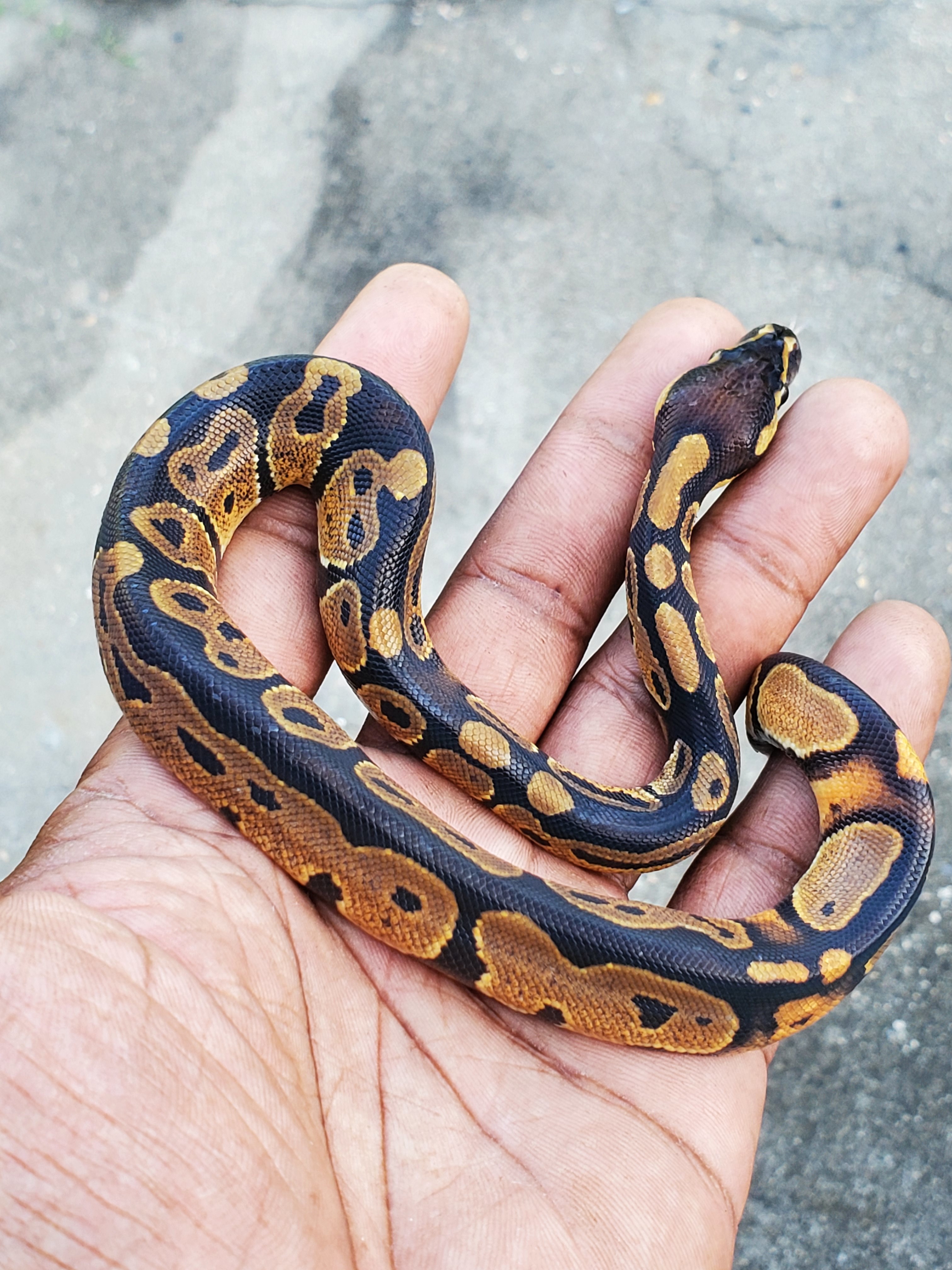 Just Purchased A New Female Ball Python Ball Pythons MorphMarket