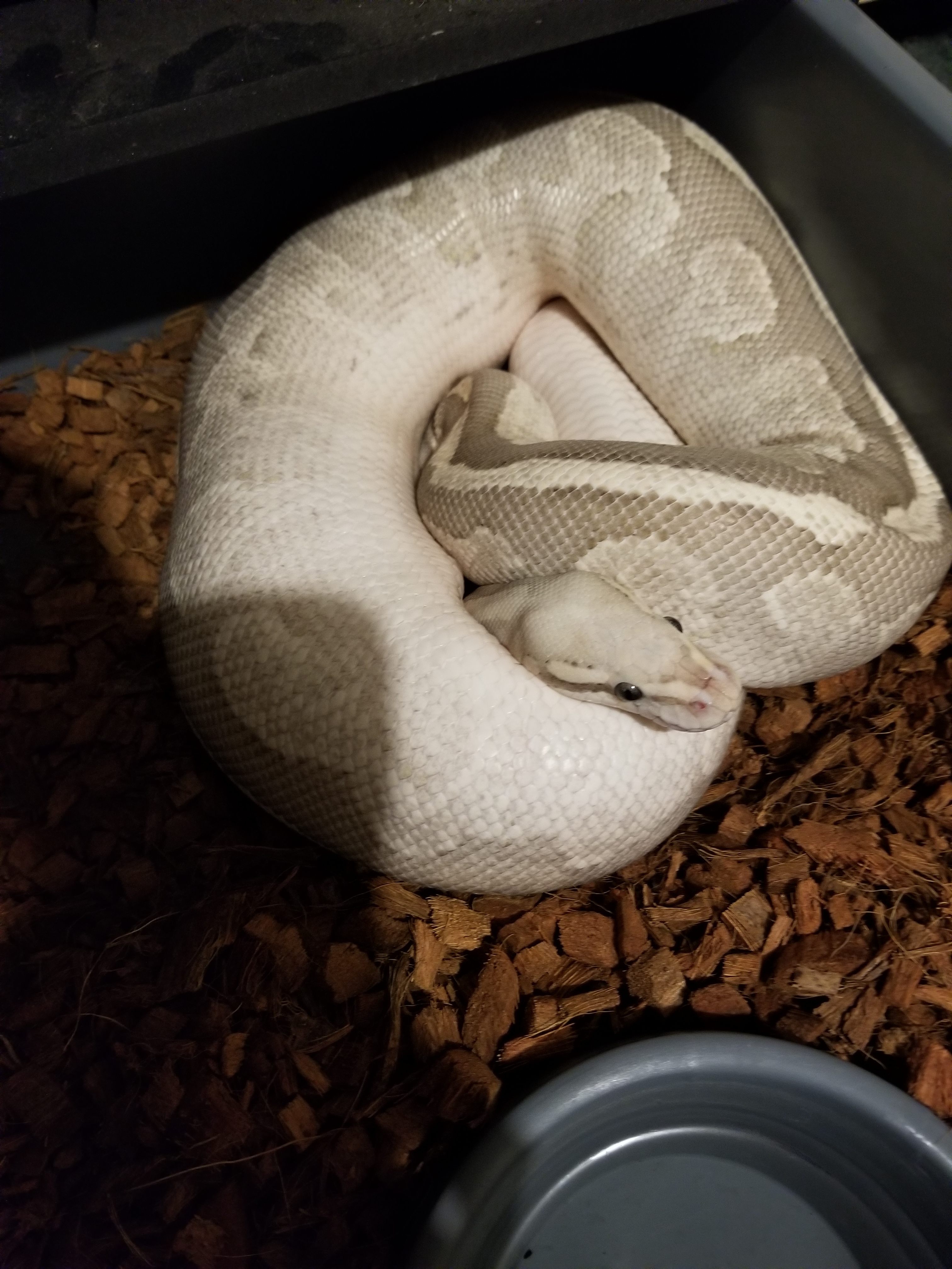 Signs That A Ball Python Is About To Lay Eggs Ball Pythons 