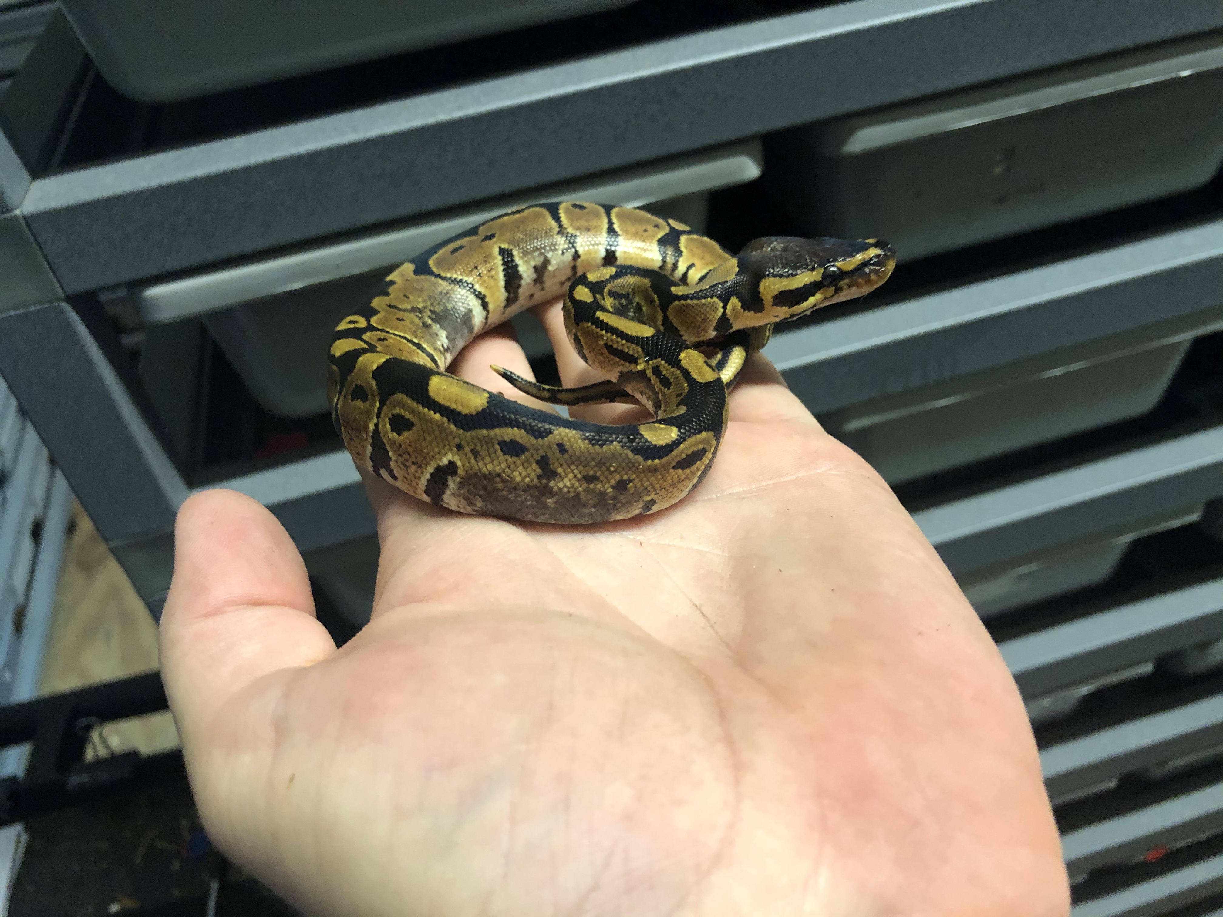 Potential New Line Of Shatter Ball Pythons MorphMarket Reptile