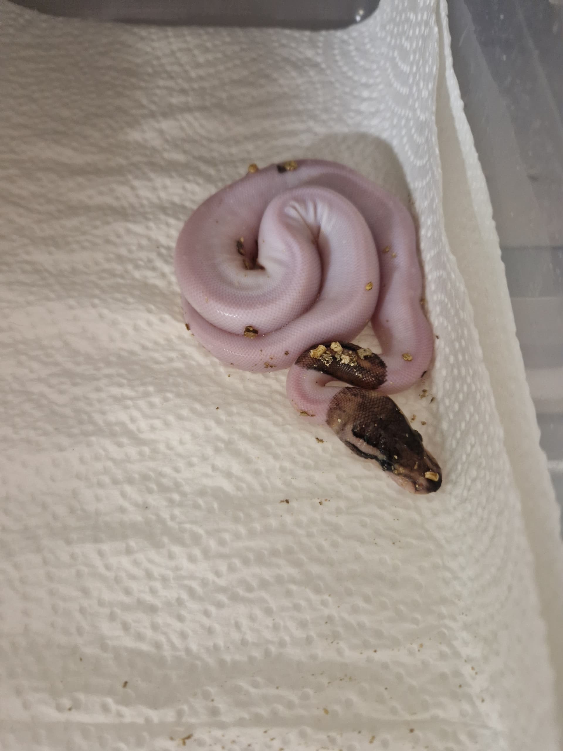 pewter pied ball python