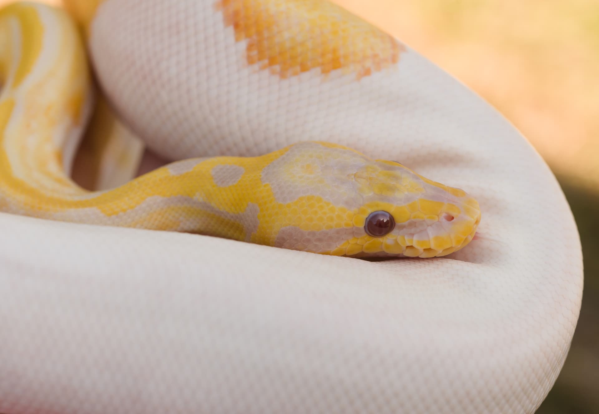 2023 Biological Canvas Ball Python Photos - Ball Pythons - MorphMarket ...