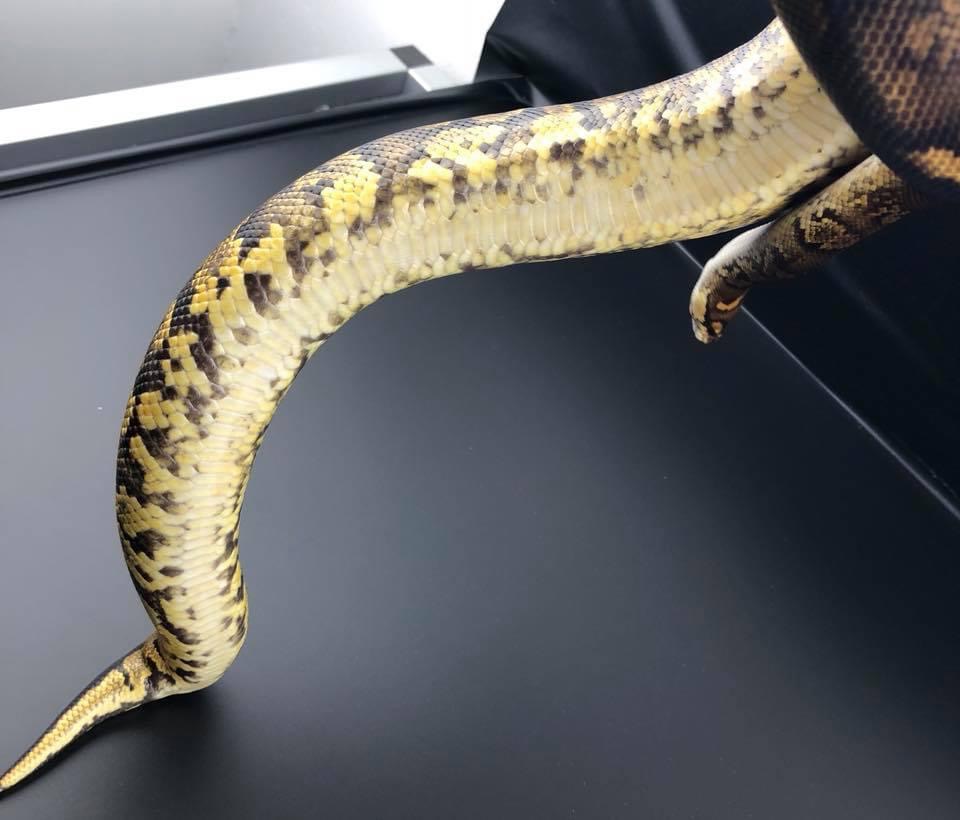 Tornado & Sandstorms - Ball Pythons - MorphMarket Reptile Community