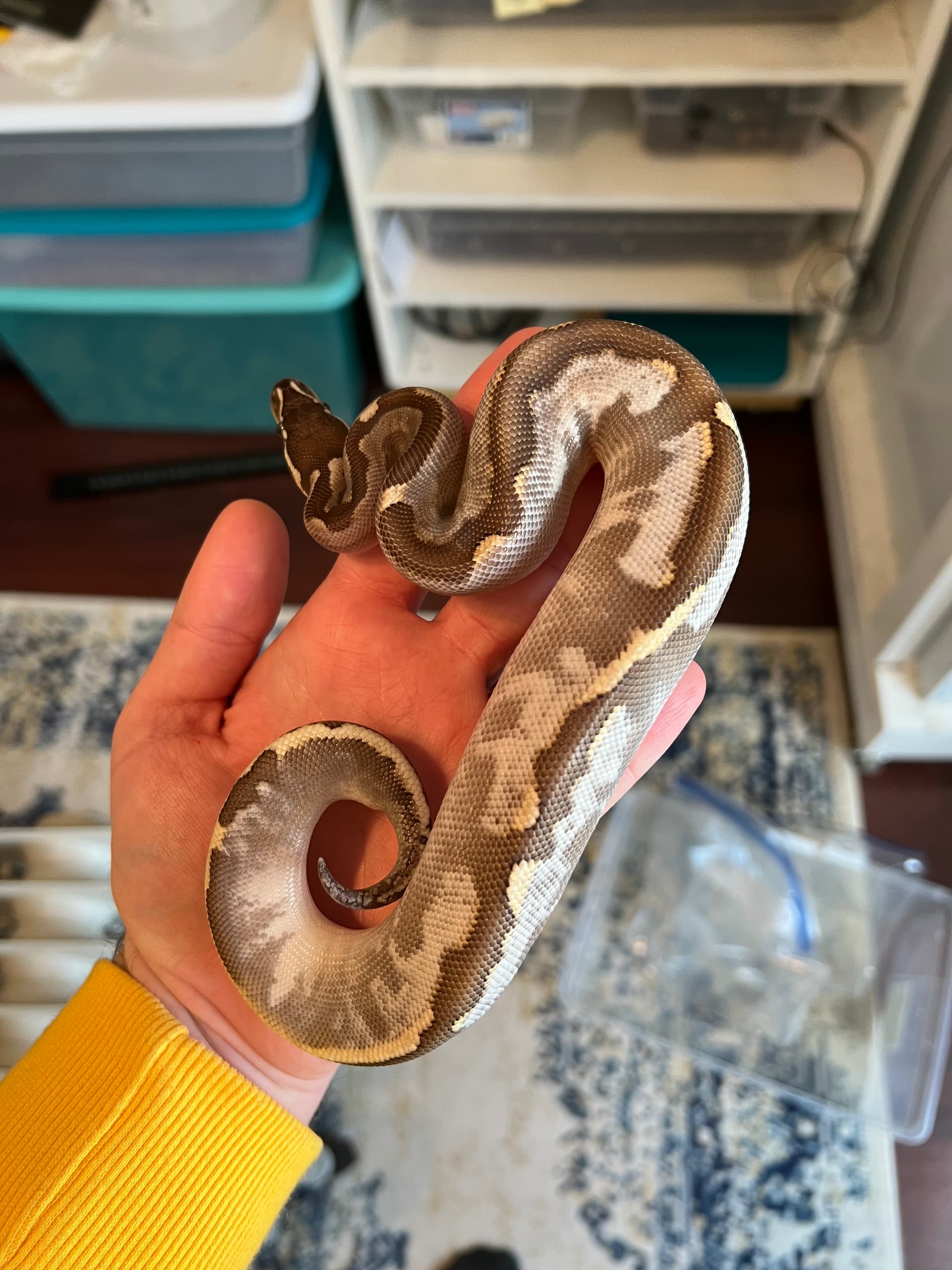 2021 pairing holdbacks updates! - Ball Pythons - MorphMarket Reptile ...