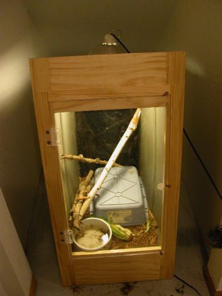 Temporary housing - Adult gargoyle gecko - Gargoyle Geckos ...