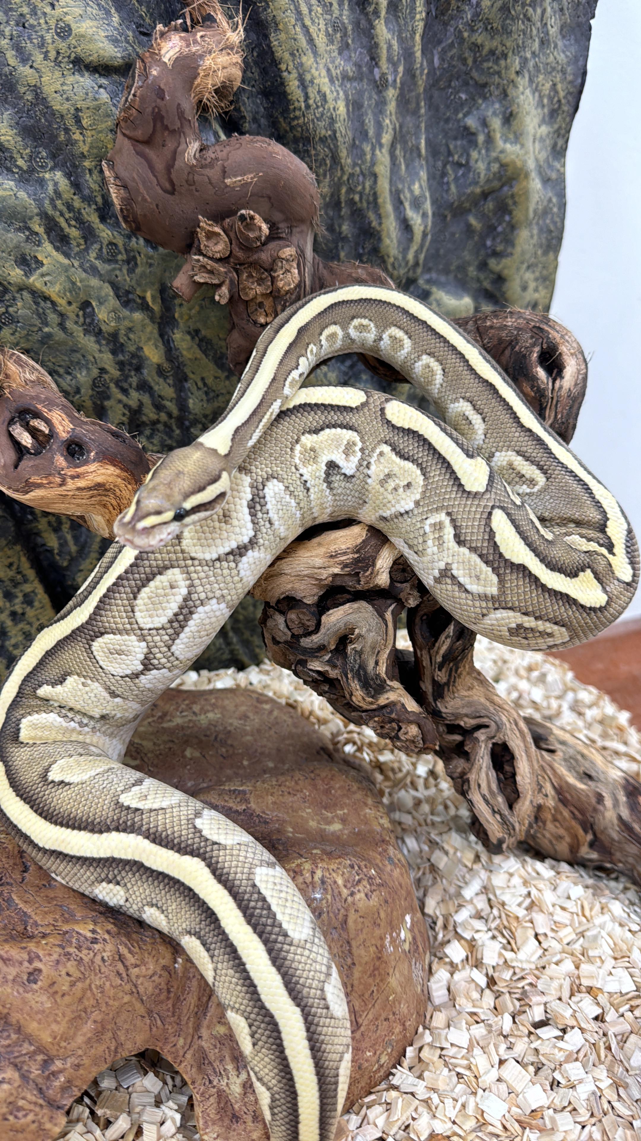 Morph help!🙏 - Ball Pythons - MorphMarket Reptile Community