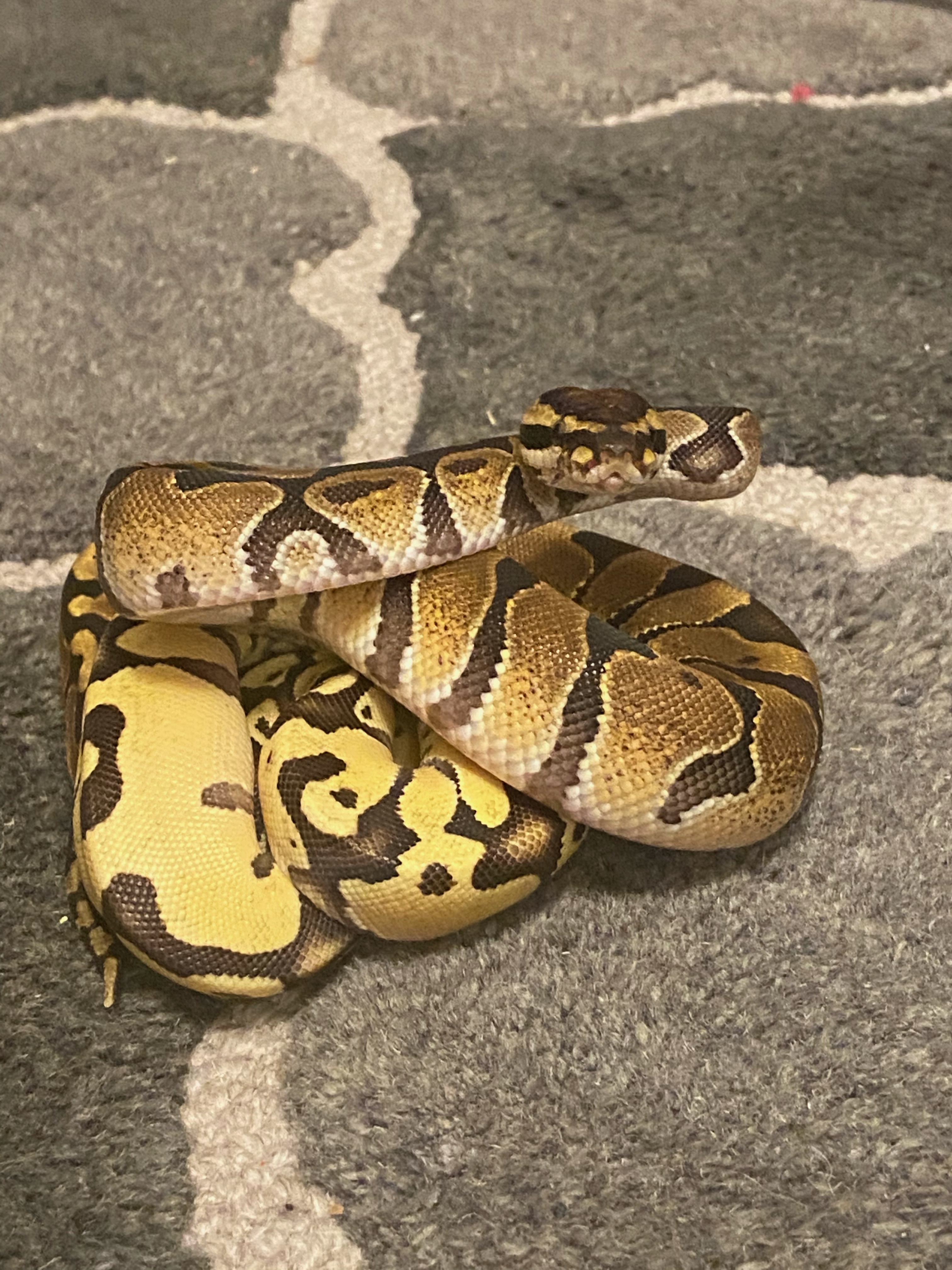 Two new 2021 Hatchlings | Firefly Enchi (Eileithyia) & Enchi (Augustus) - Ball Pythons ...