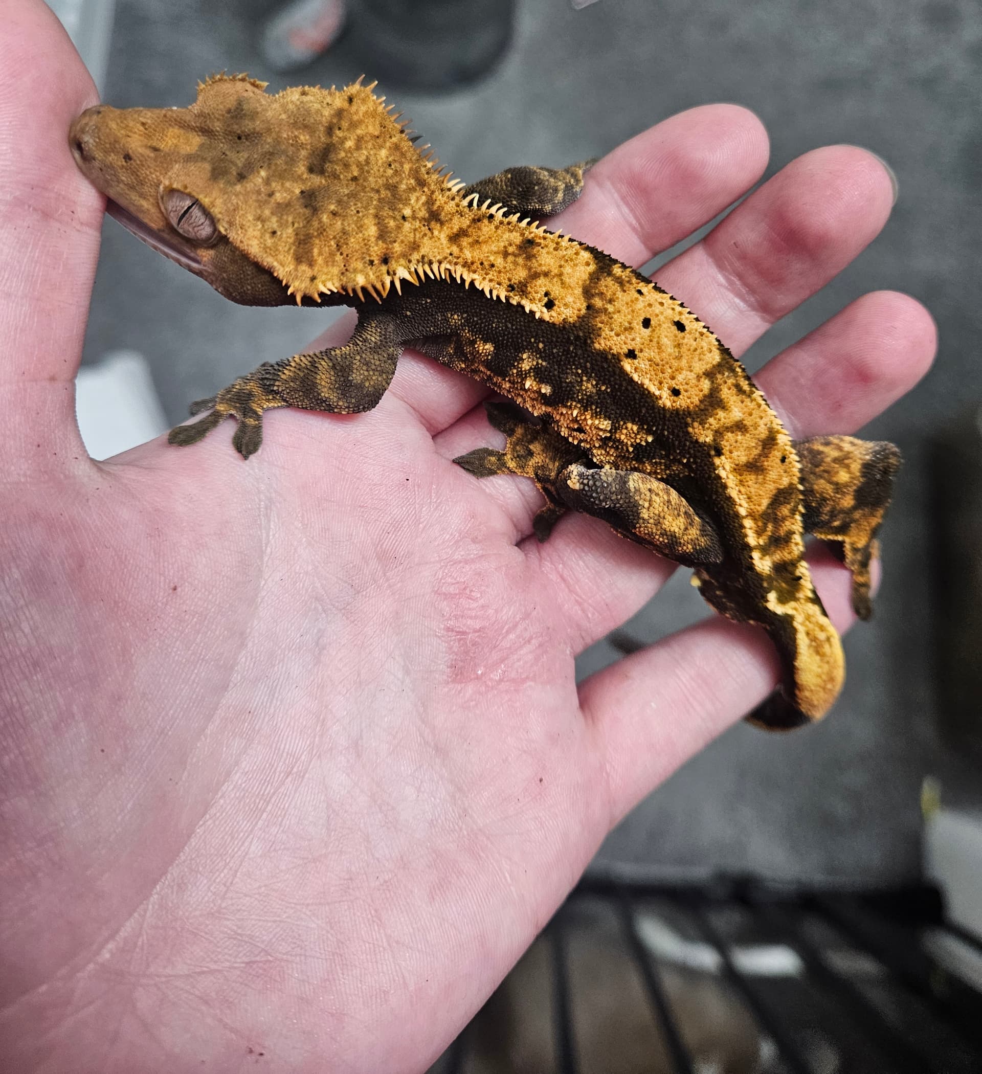 crested gecko