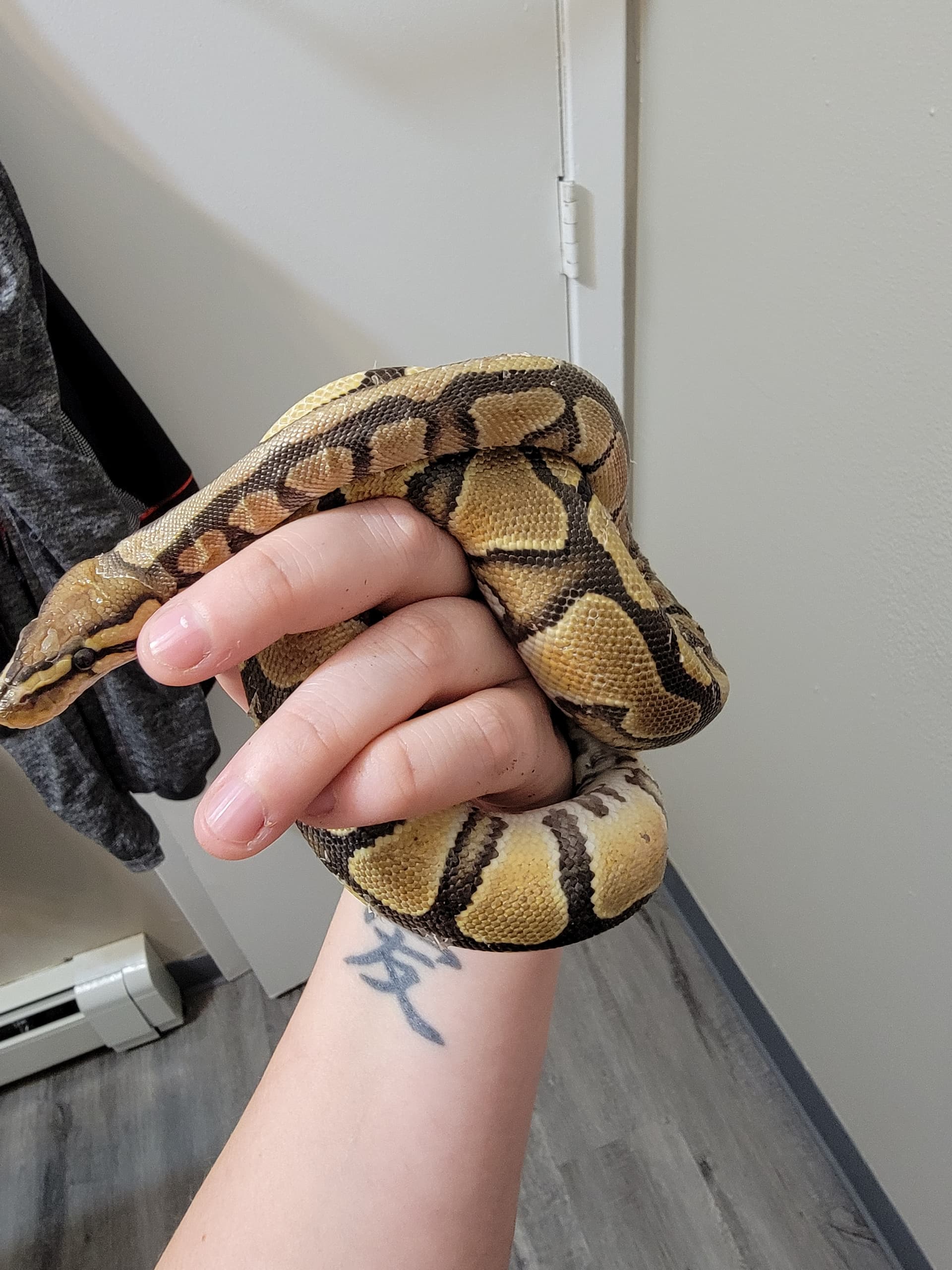 Loki's Morph?! - Ball Pythons - MorphMarket Reptile Community